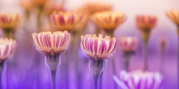 Join the Dancing Flowers Photo Contest and win Nikon D7100 - VIEWBUG.com